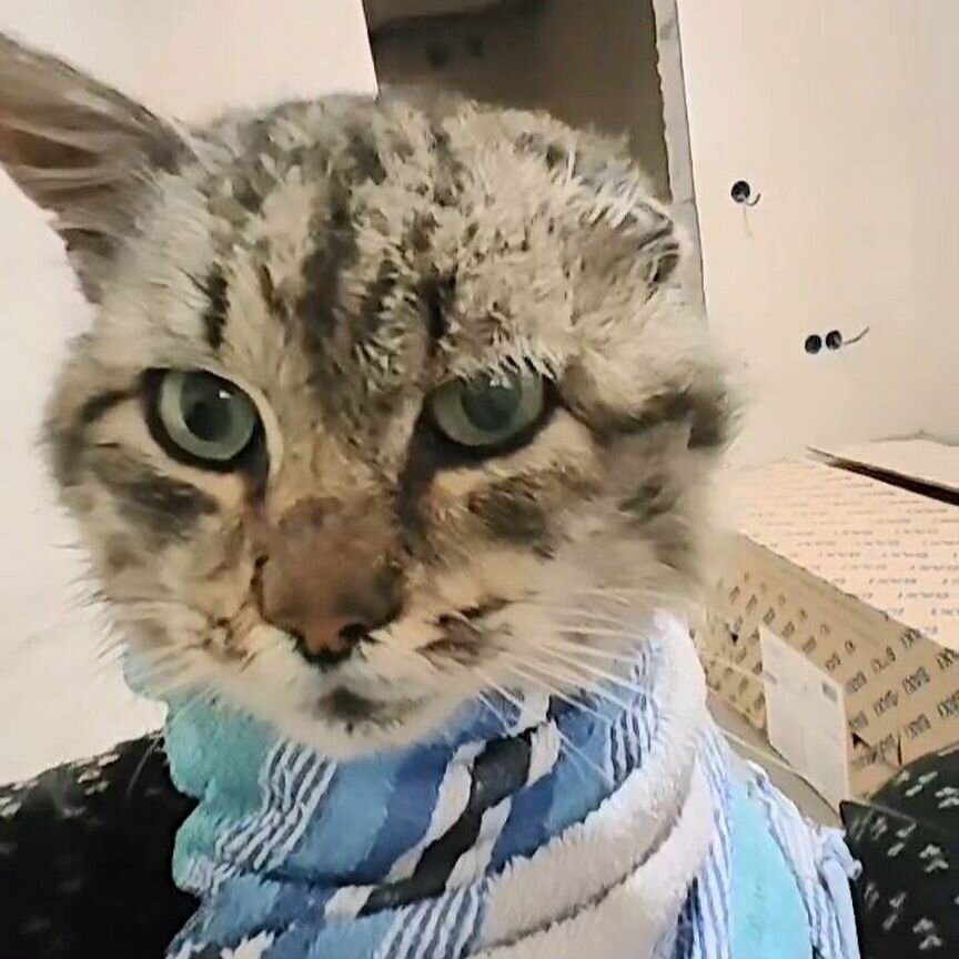 Безухов тем, кто сможет его лечить