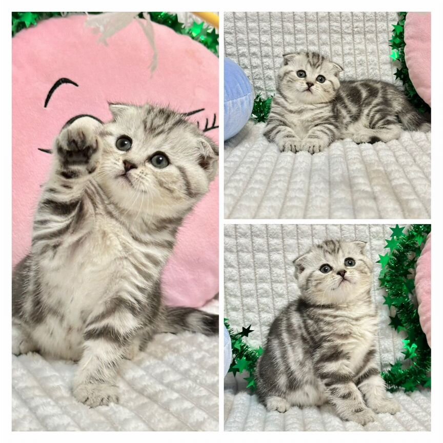 Шотландские вислоухие котята