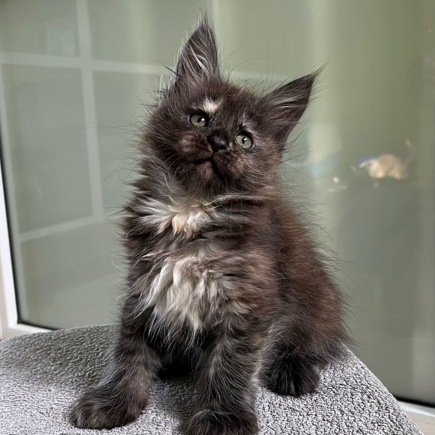 Котята мейн-кун