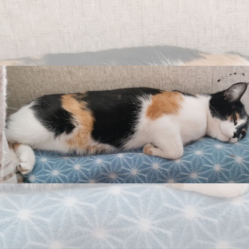 Кошечка на вязку