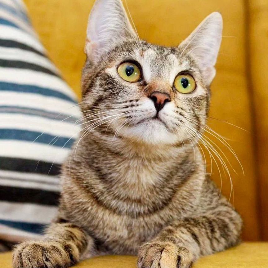 Ласковая котенок ищет дом