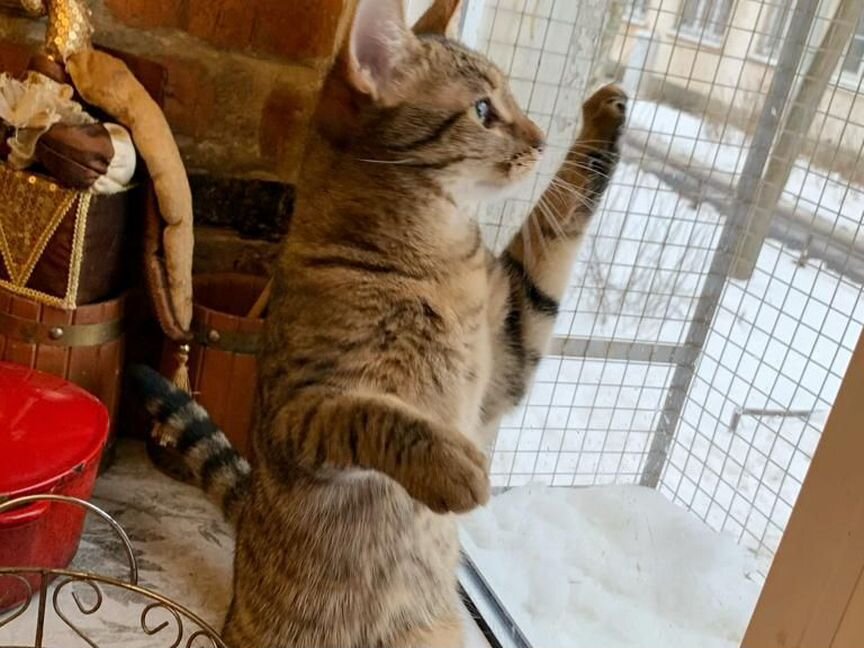 Котенок подросток