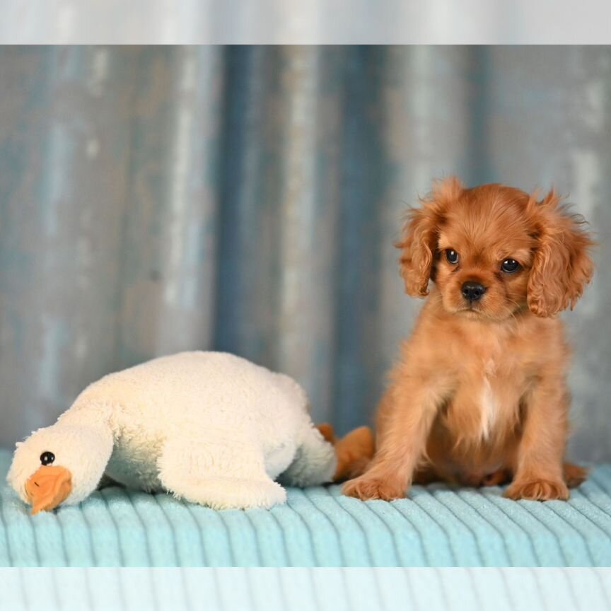 Кавалер кинг-чарльз-спаниель, щенок