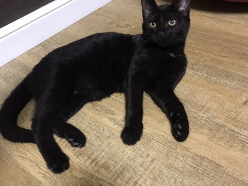 Черный кот