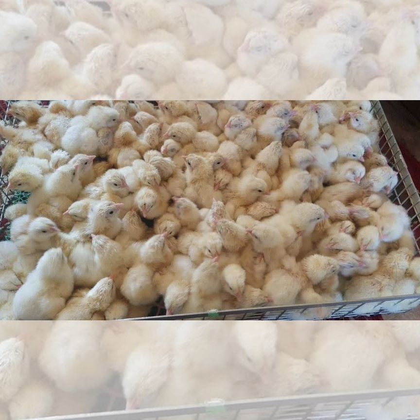 Бройлер росс 308 Кобб 500. Беларусь