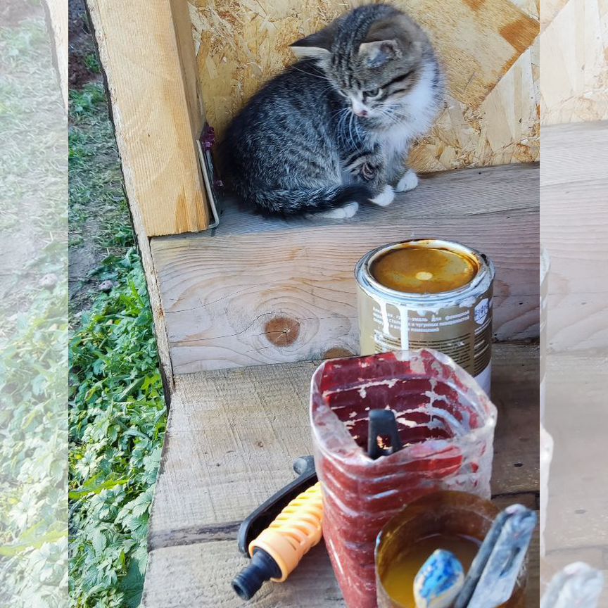 Котята, приученные к лодку, в добрые руки