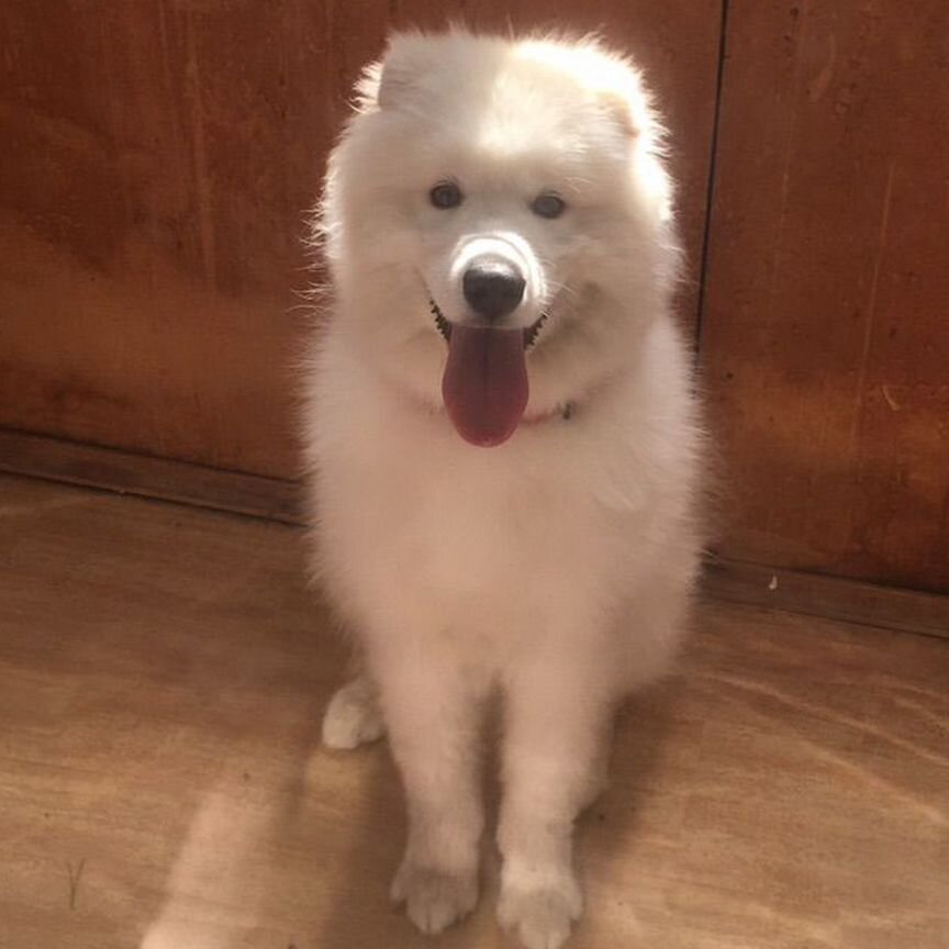 Самоедская лайка