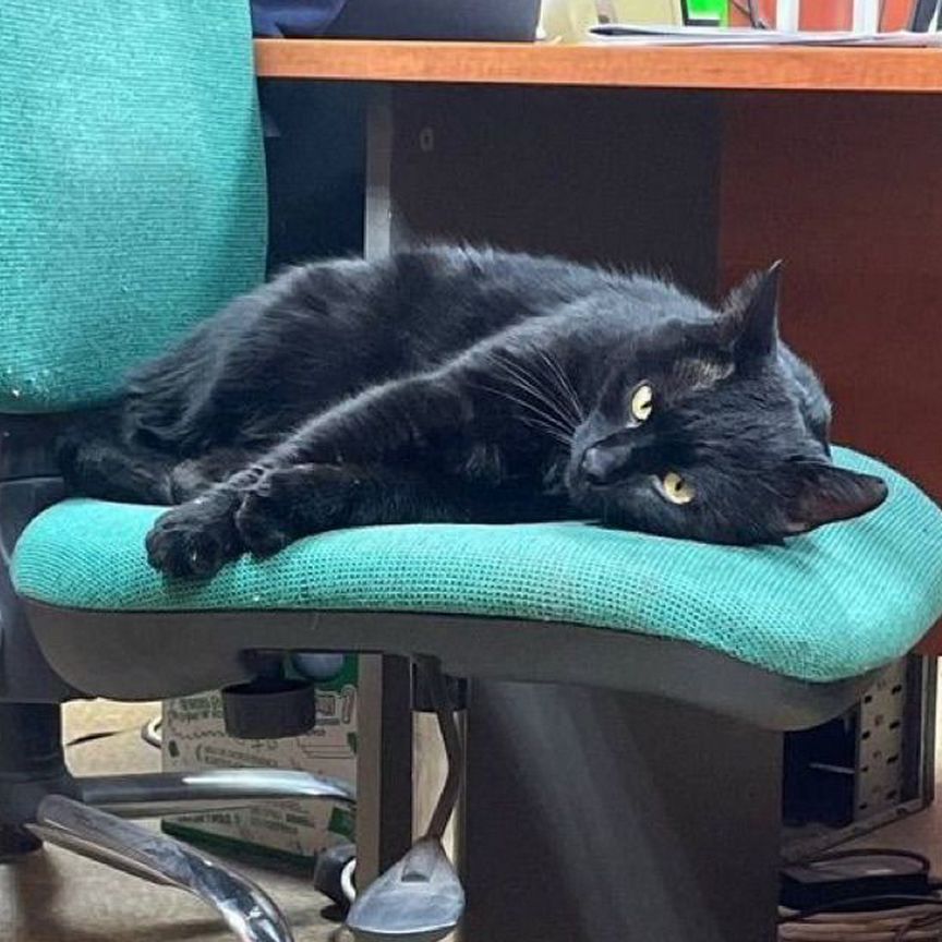 Взрослый кот в добрые руки