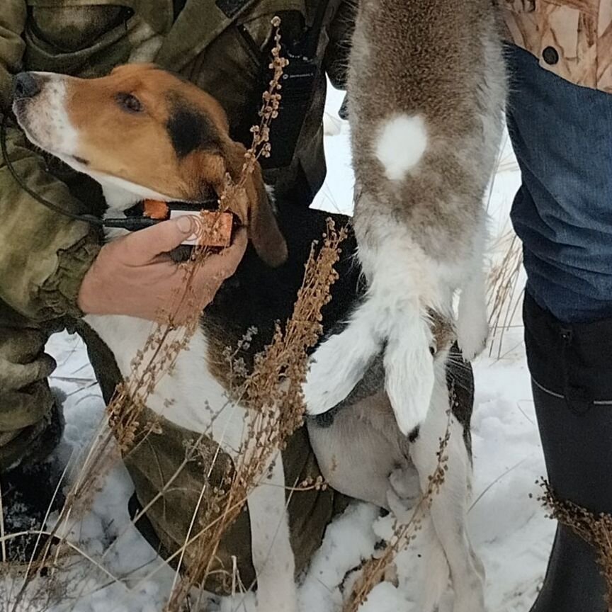 Эстонская гончая выжлец вязка