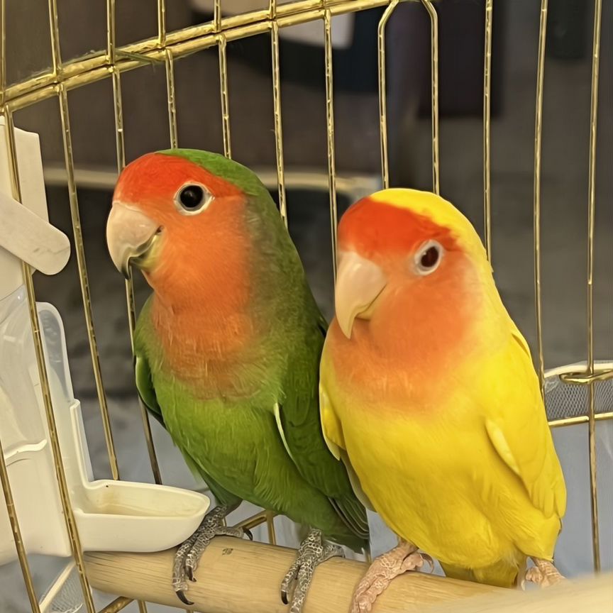 Попугай неразлучники