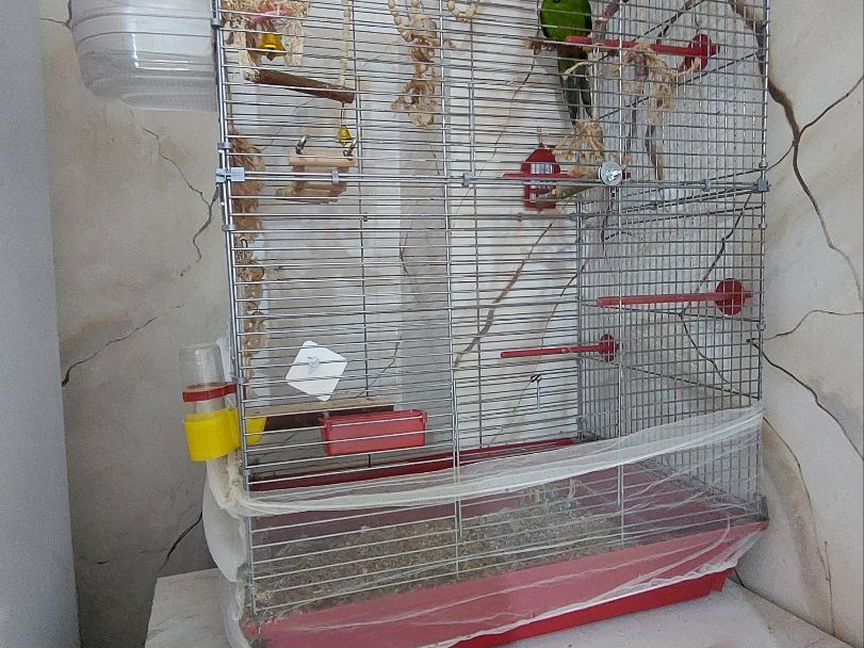 Попугай какарик