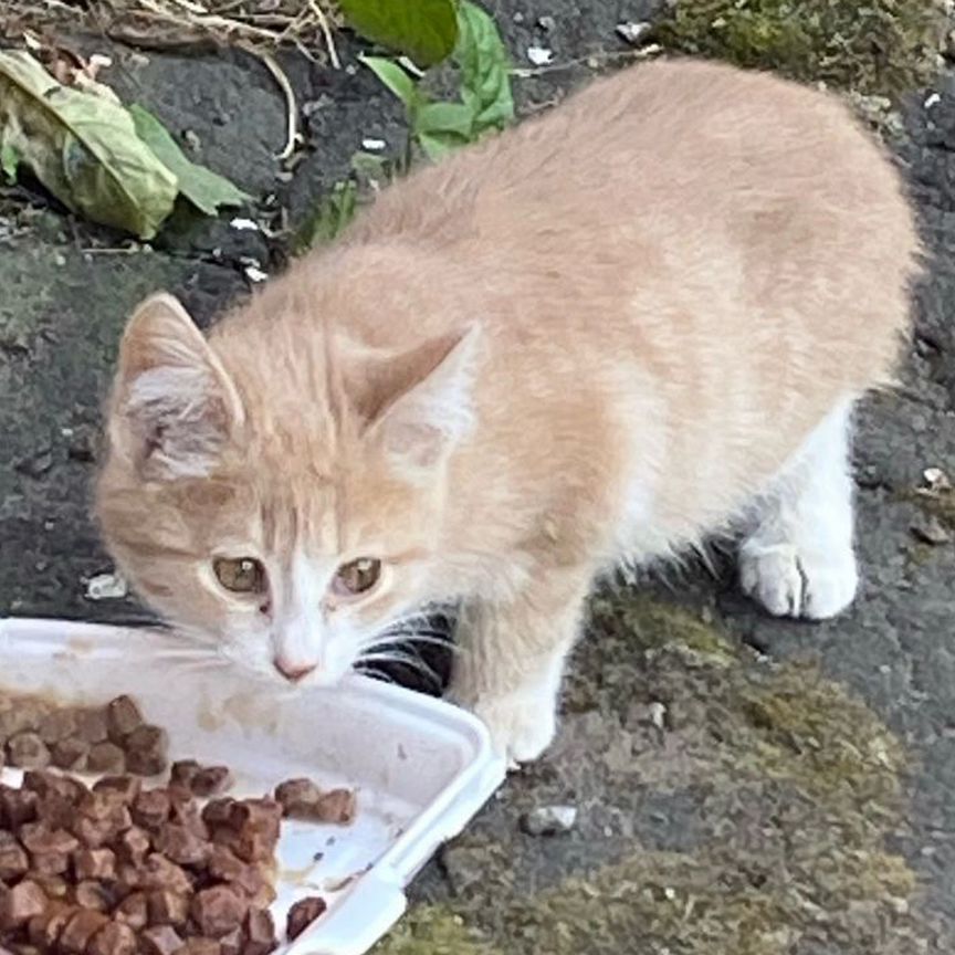 Помогите котятам на улице погибнут