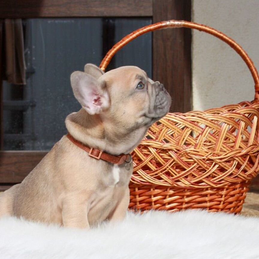 Французский бульдог щенки