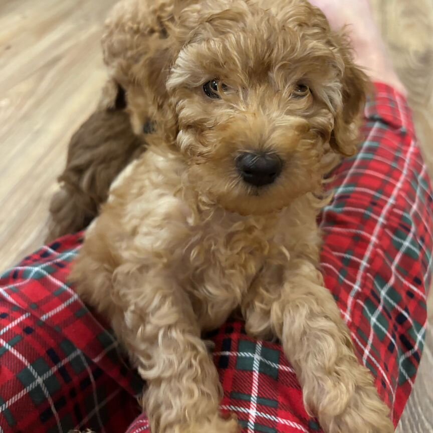 Той-пудель, щенок