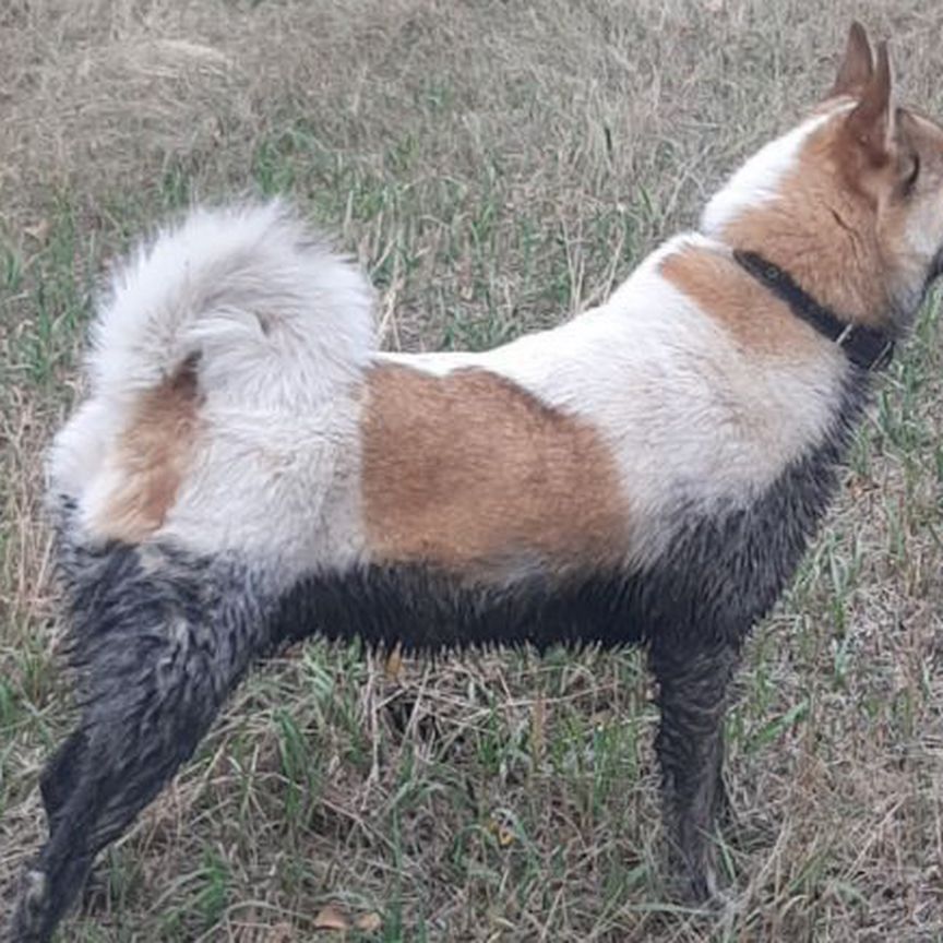 Западно сибирская лайка