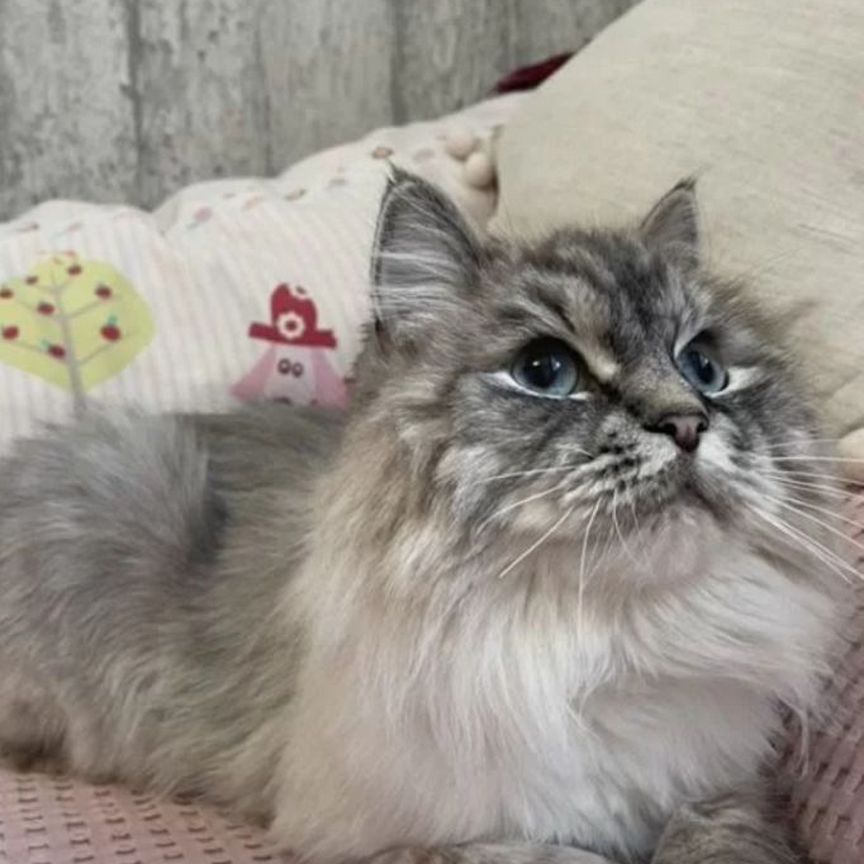 Кот в добрые руки