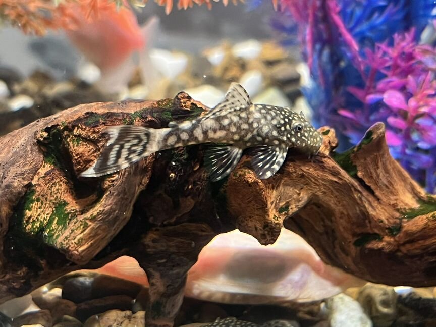 Аквариумные рыбки (сомики) отдам бесплатно