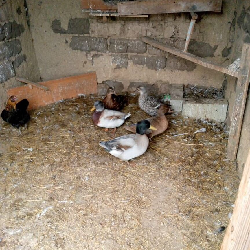 Продам уток