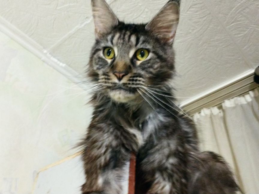 Мейн-кун в добрые руки