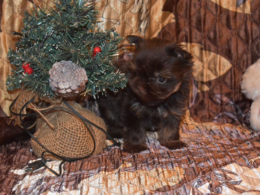 Цветной йорк - шоколада много не бывает