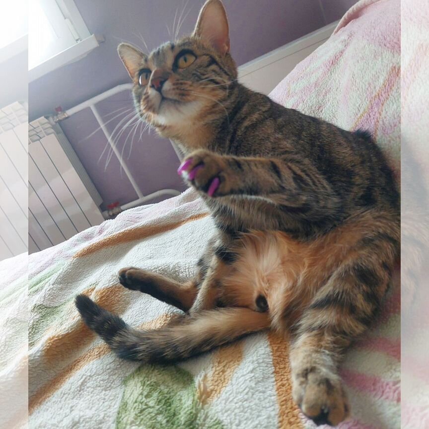 Кошка в дар бесплатно