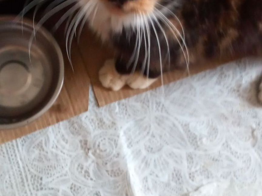 Кошки