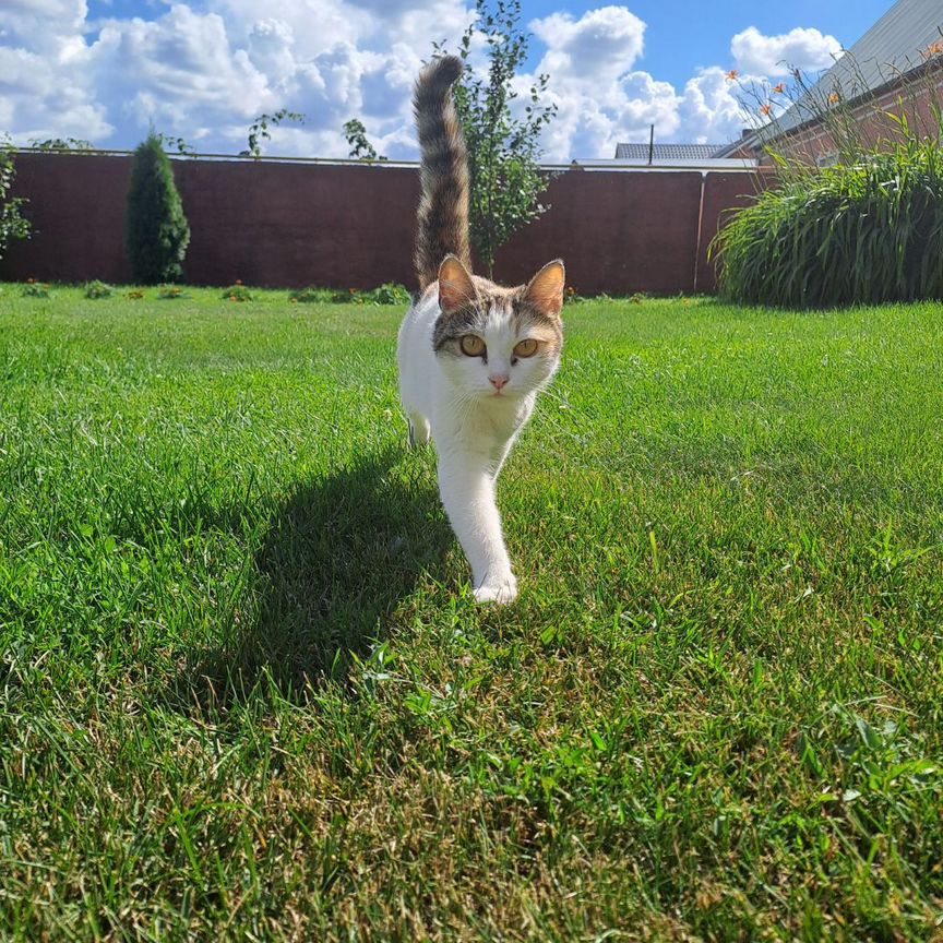 Молодая, умная кошечка