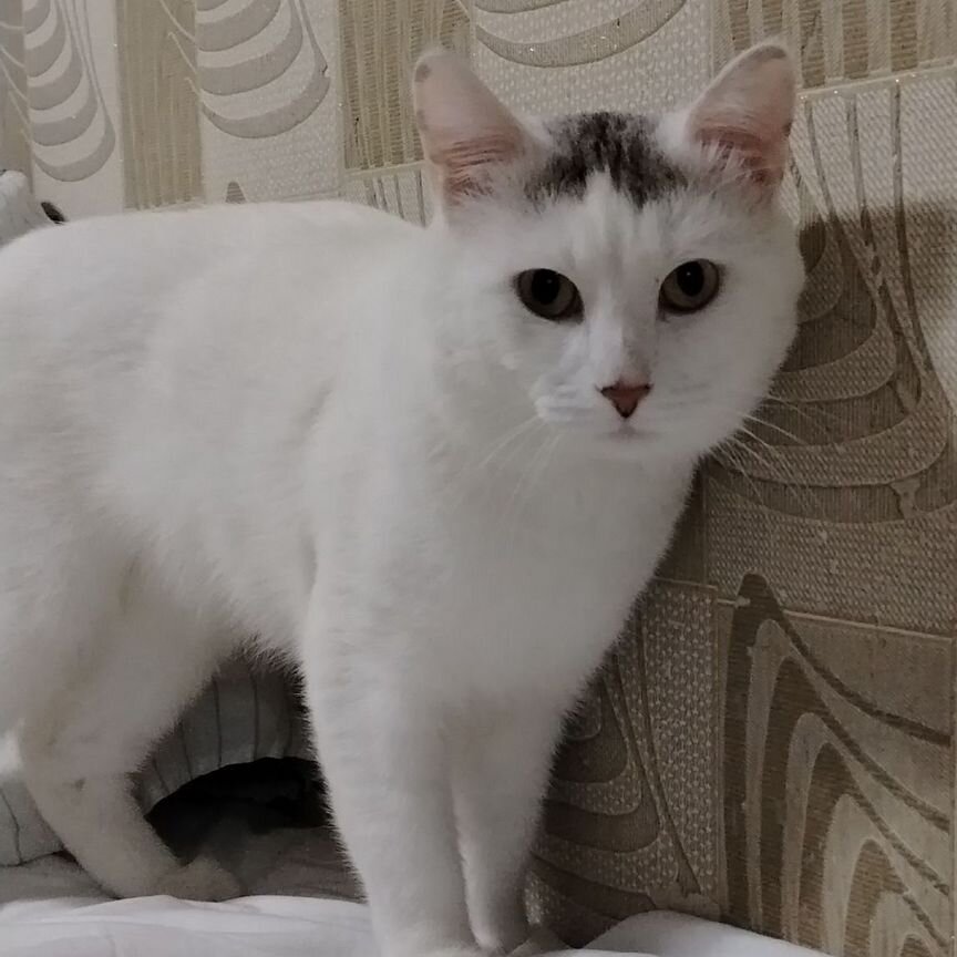 Взрослая кошка в добрые руки