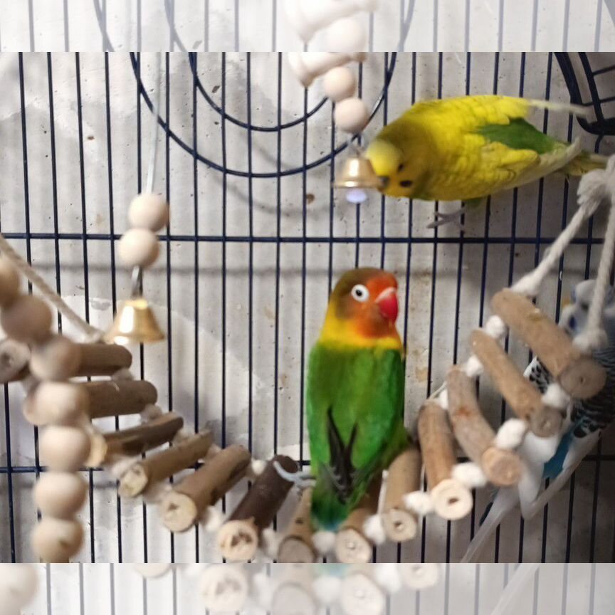 Попугай неразлучник