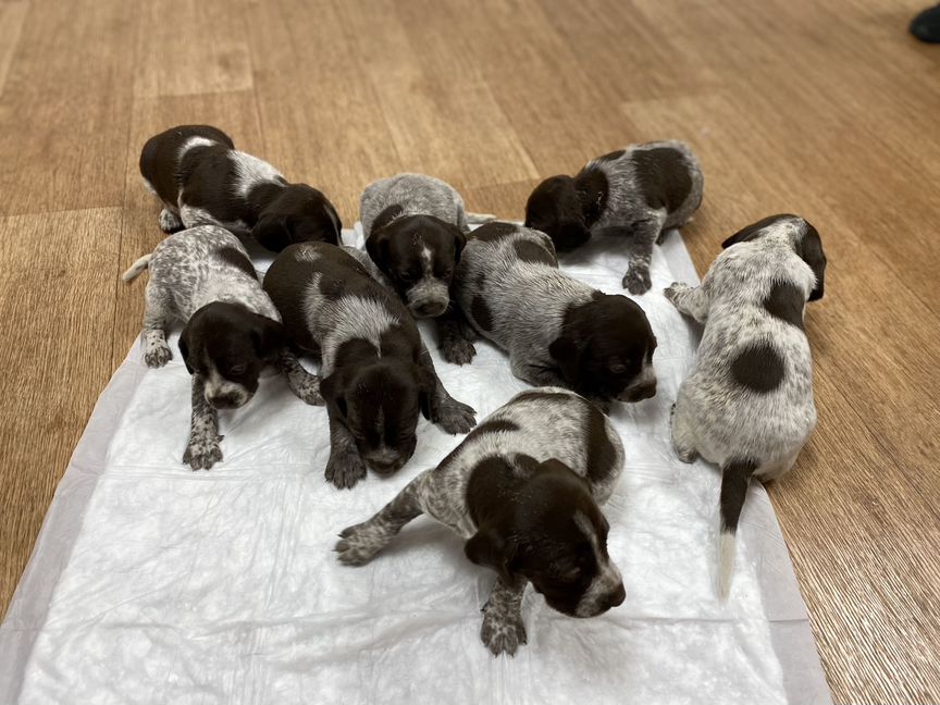 Щенки русской спаниели