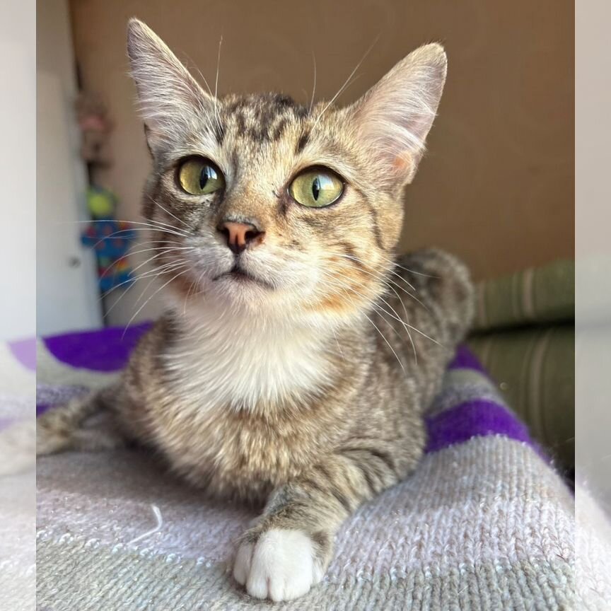 Котёнок в добрые руки
