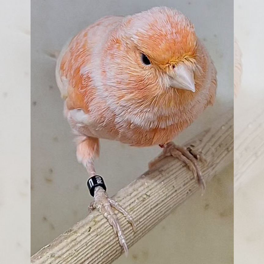 Канарейка красная