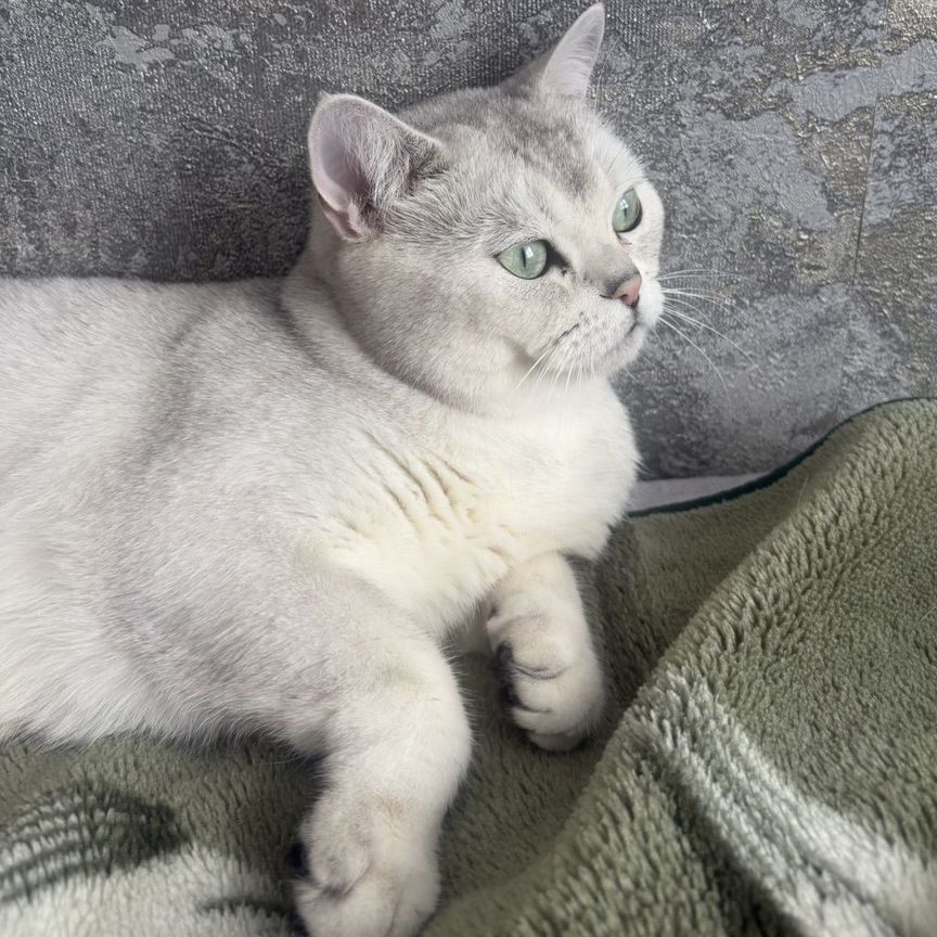 Шотландский прямоухий короткошёрстный, взрослый кот