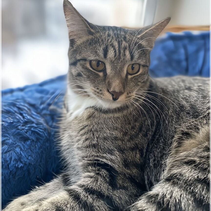 Взрослая кошка в добрые руки