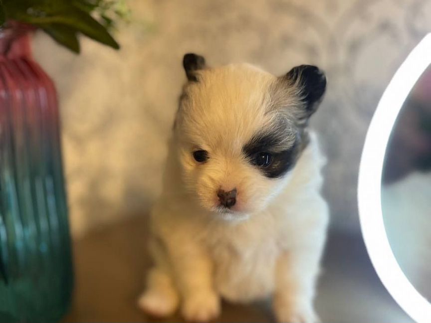 Шпиц немецкий девочка