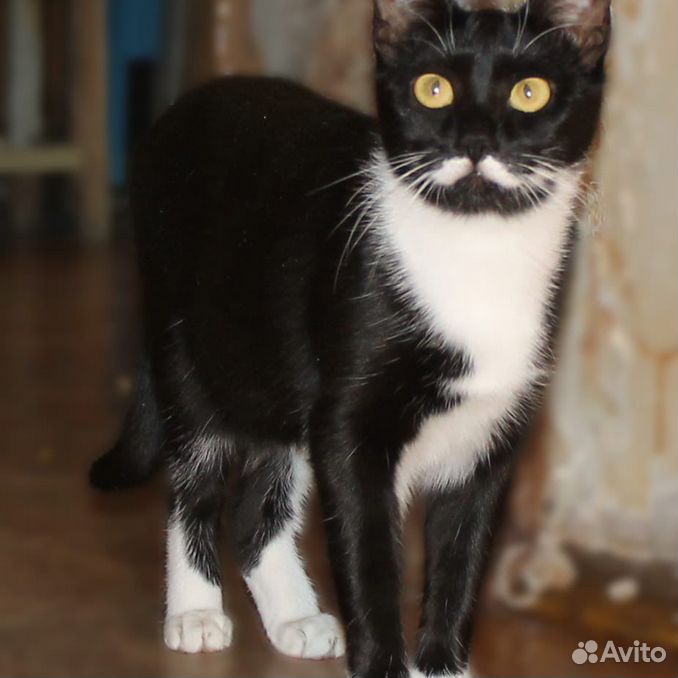 Черная кошечка Пуаро