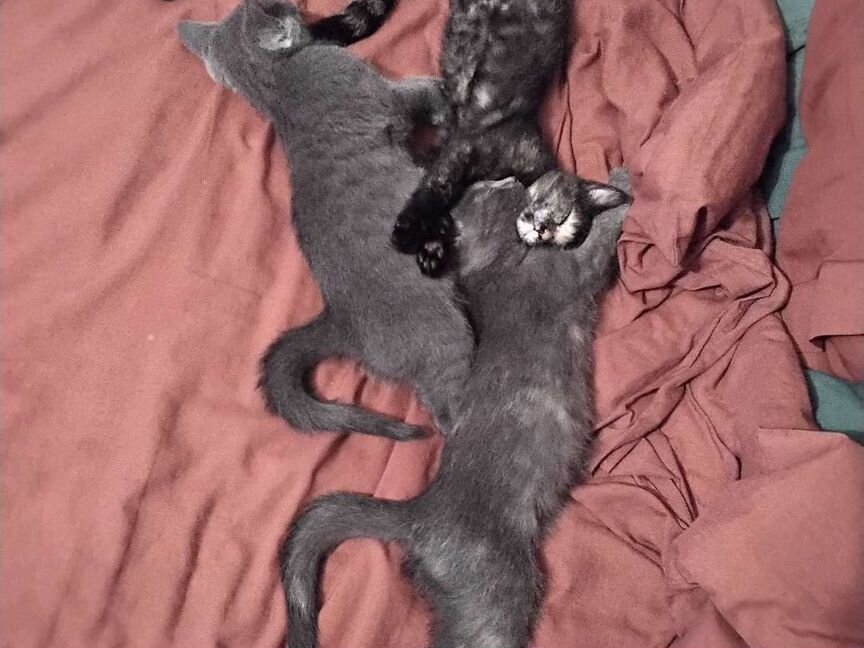 Британская короткошерстная кошка