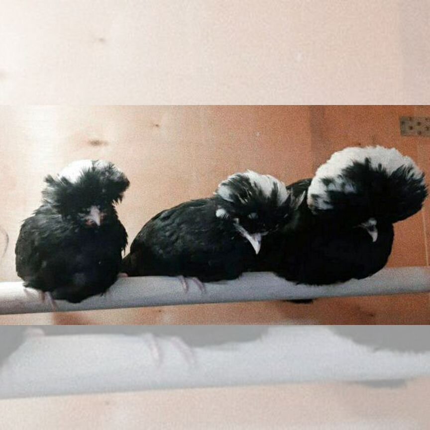 Голландская,Белохохлая