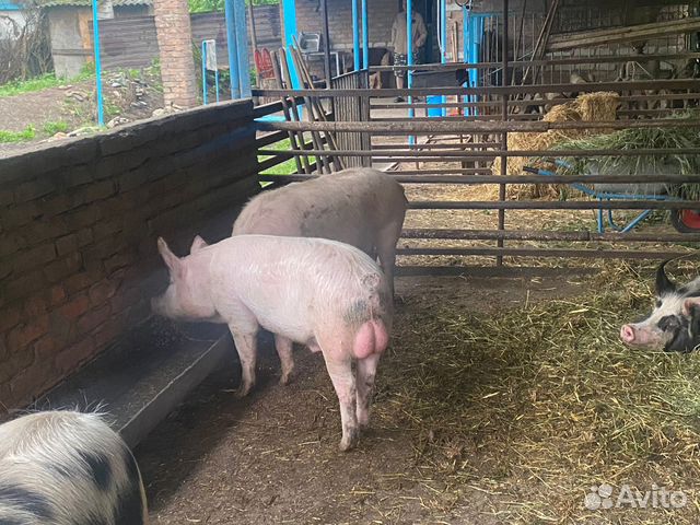 Хряк осименитель