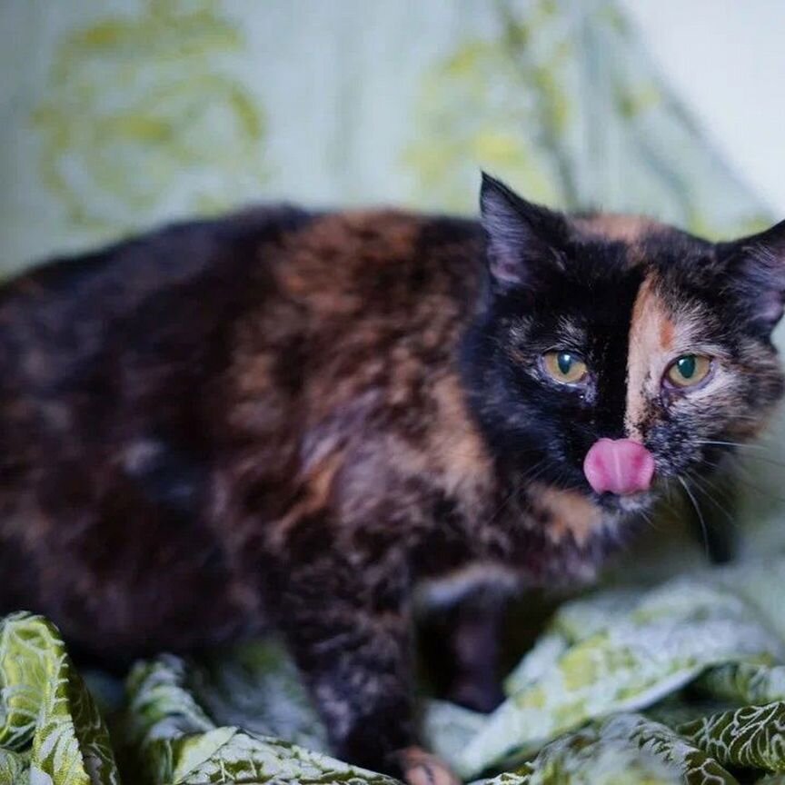 Кошечка Тася в хорошую семью бесплатно