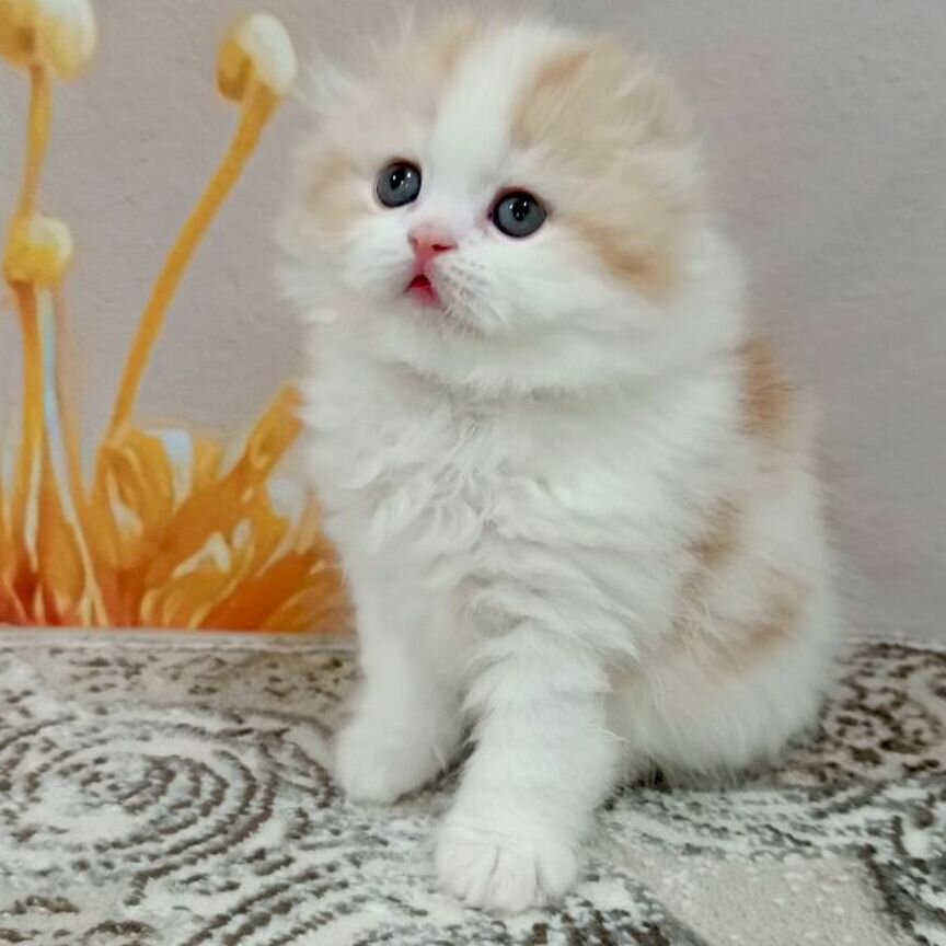 Шотландский вислоухий длинношёрстный котёнок