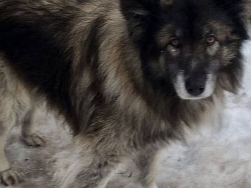 Собака в беде в добрые руки