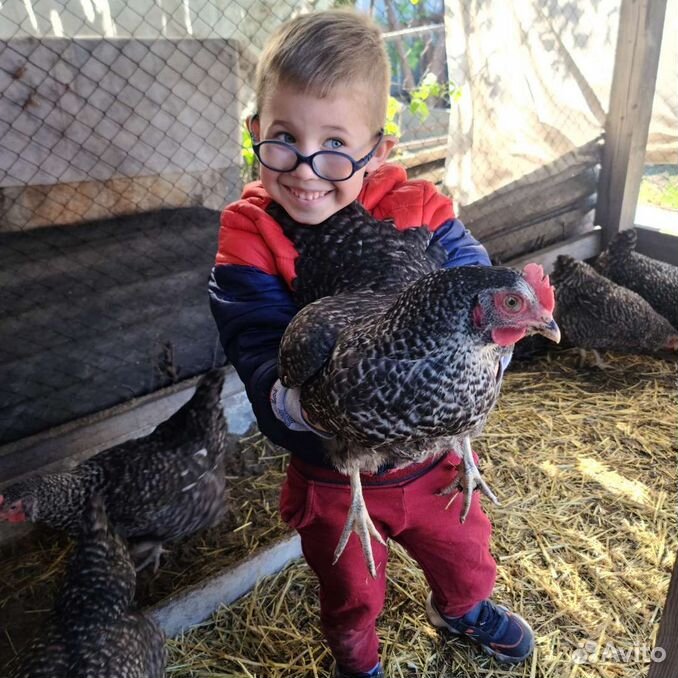 Курицы несушки доминанты