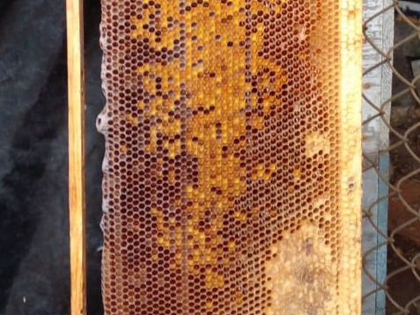 Продаю Рутовскую суш. Есть 200шт