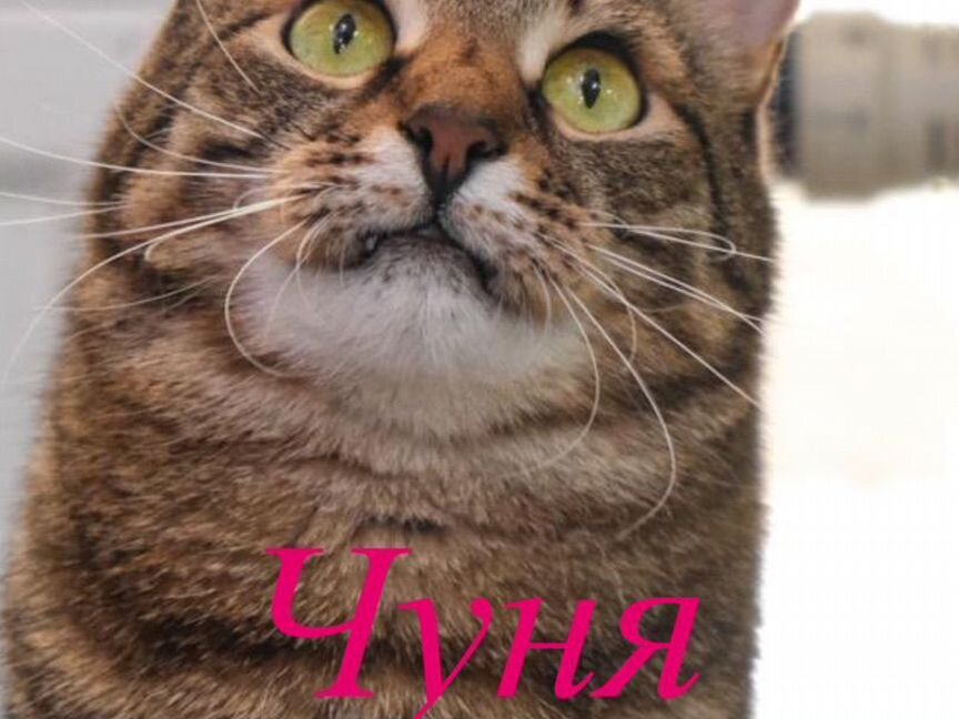 Чудо Чуня второй год в приюте
