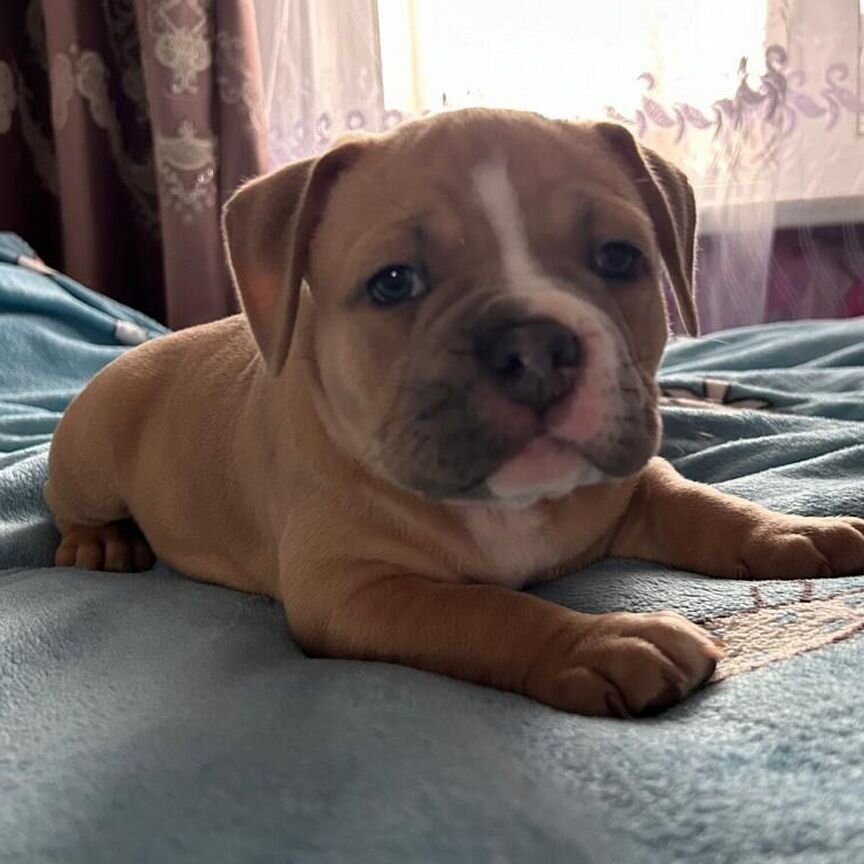 Мальчик в окрасе соболь Ам.Булли