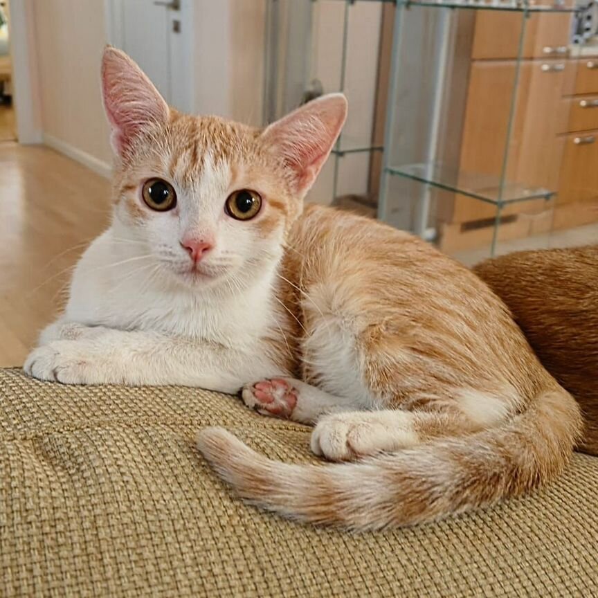 Котенок Карамелька, 5 месяцев