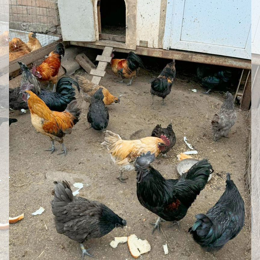 Ухейилюй