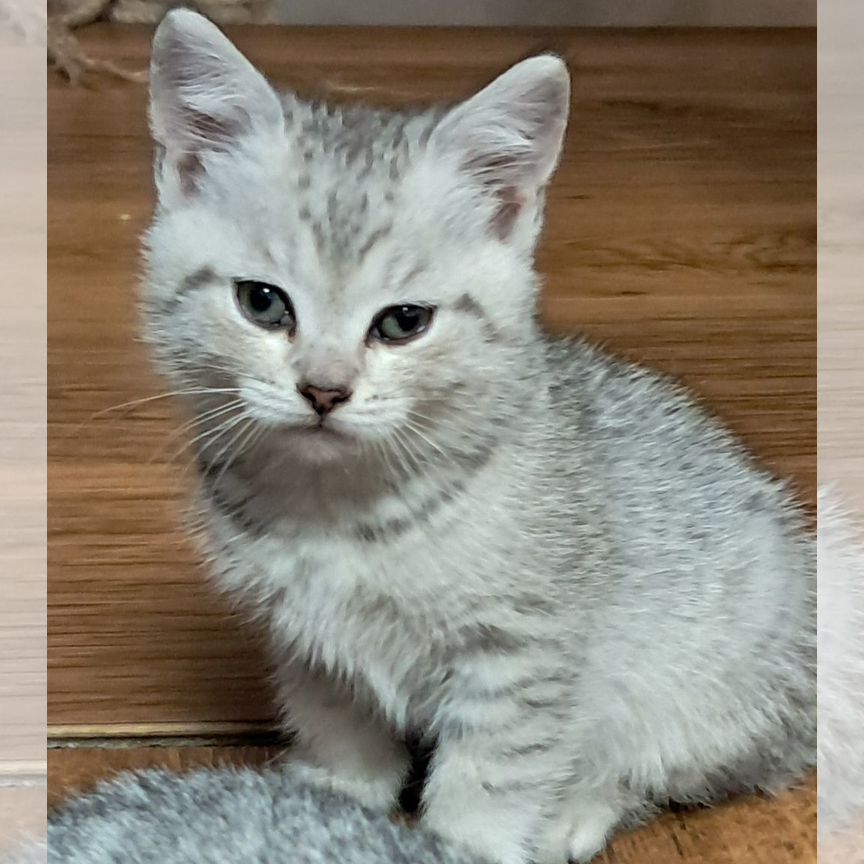Шотландский прямоухий короткошёрстный котёнок