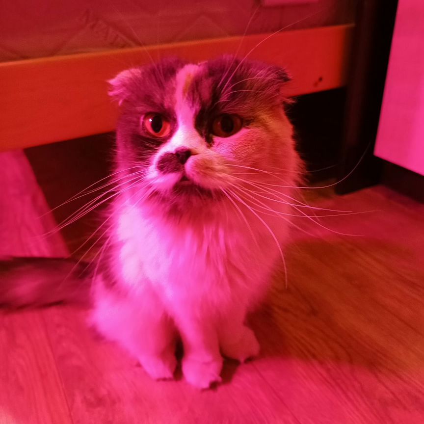 Молодая кошечка, богатка